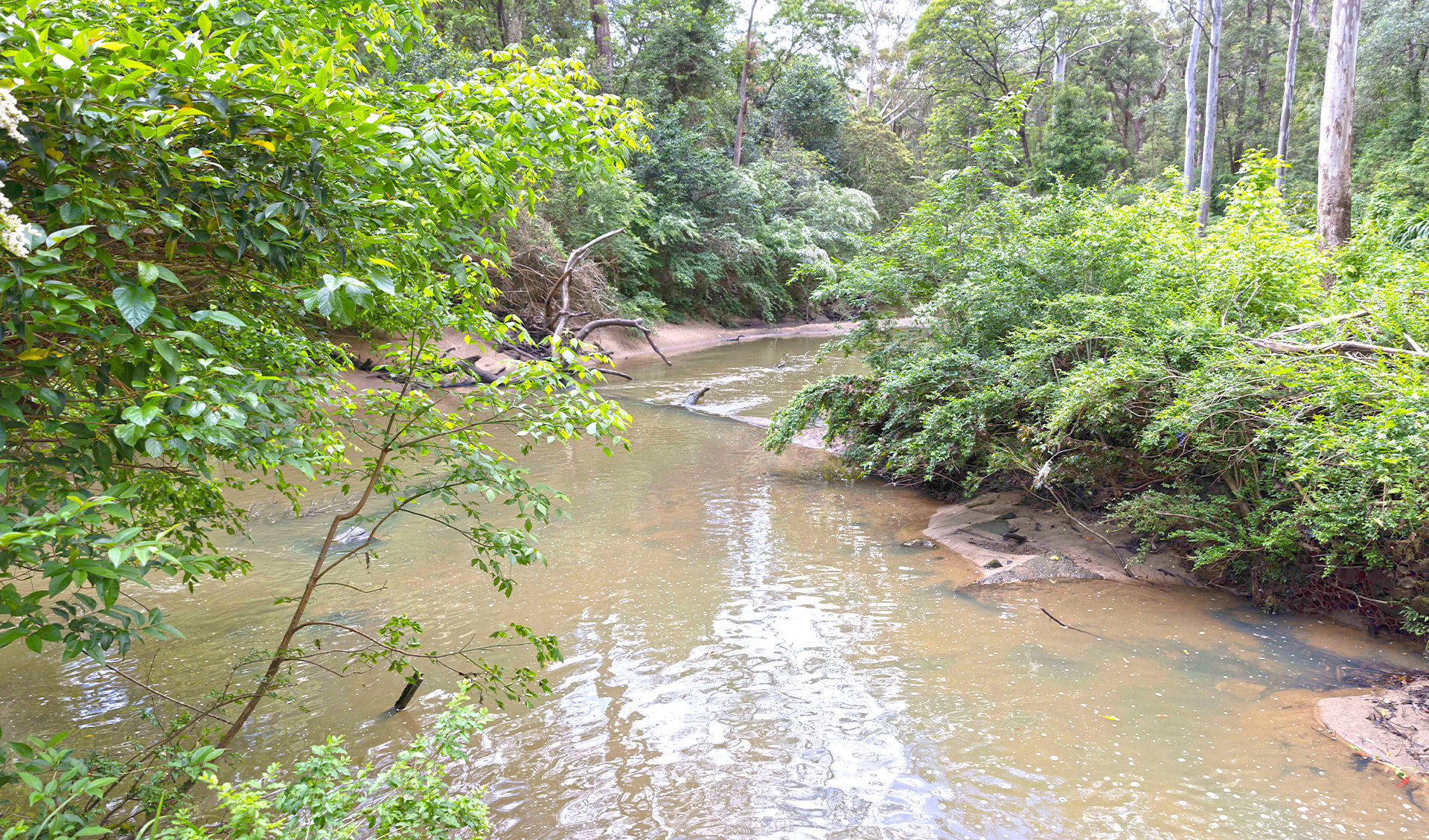 Brown’s Waterhole | Dharug Country X City: Always was, always will be ...